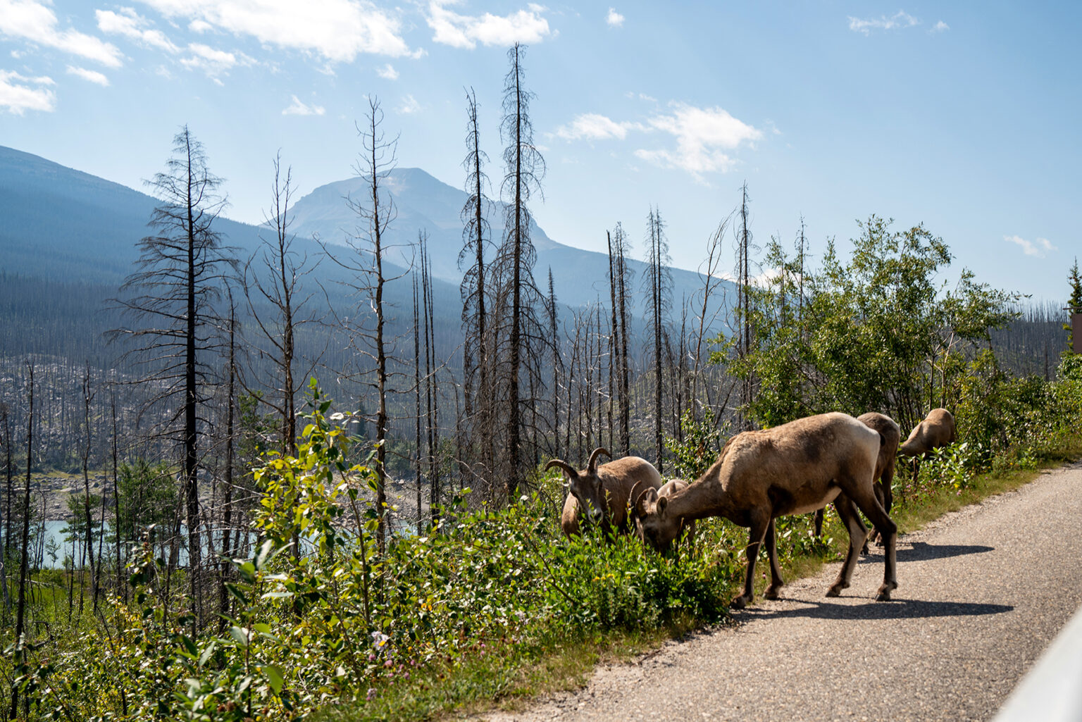 Three Day Itinerary for Jasper National Park • Young Wayfarer