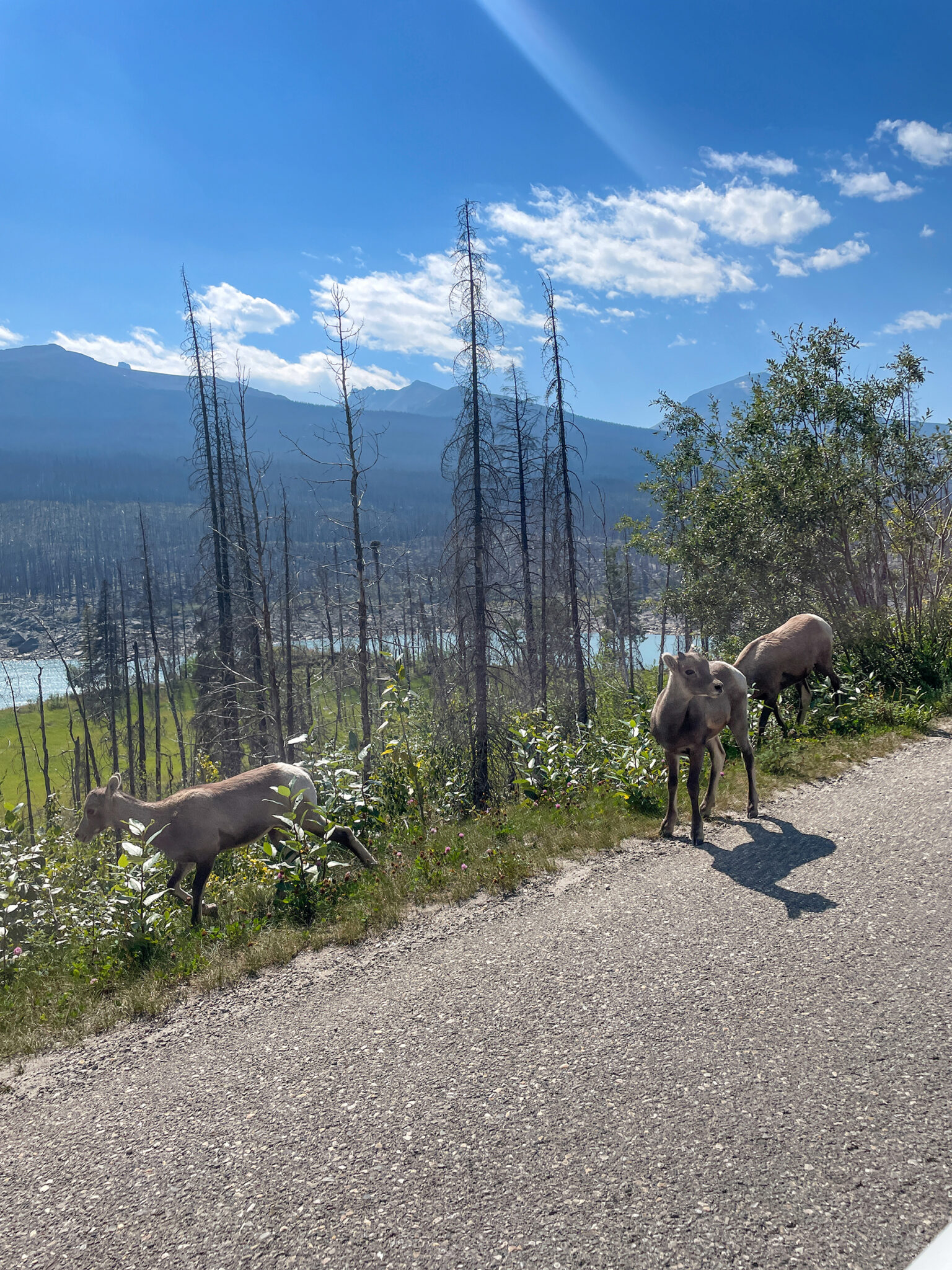 Three Day Itinerary for Jasper National Park • Young Wayfarer